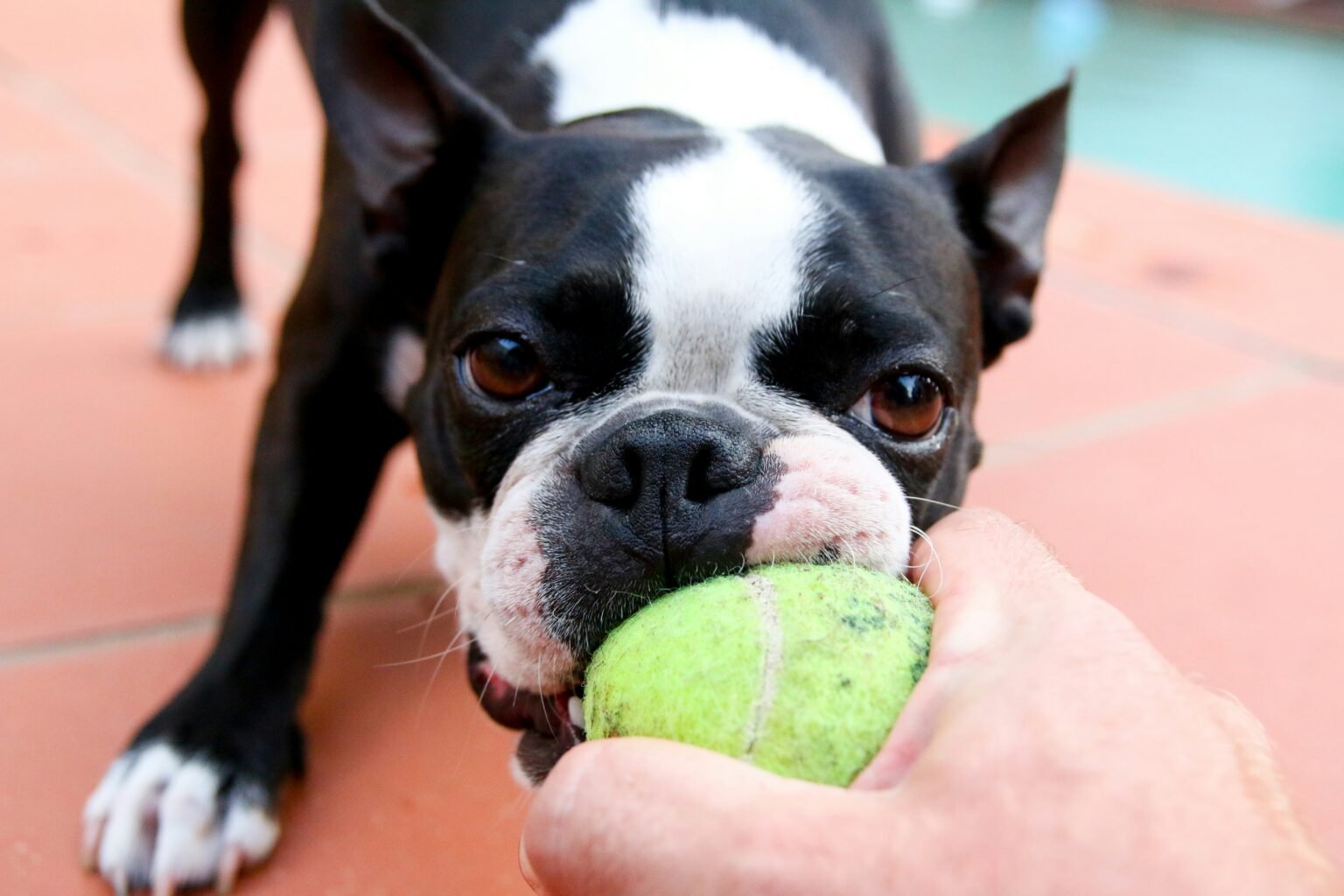 Probiotics vs Digestive Enzymes for Dogs: Do They Do the Same Thing ...
